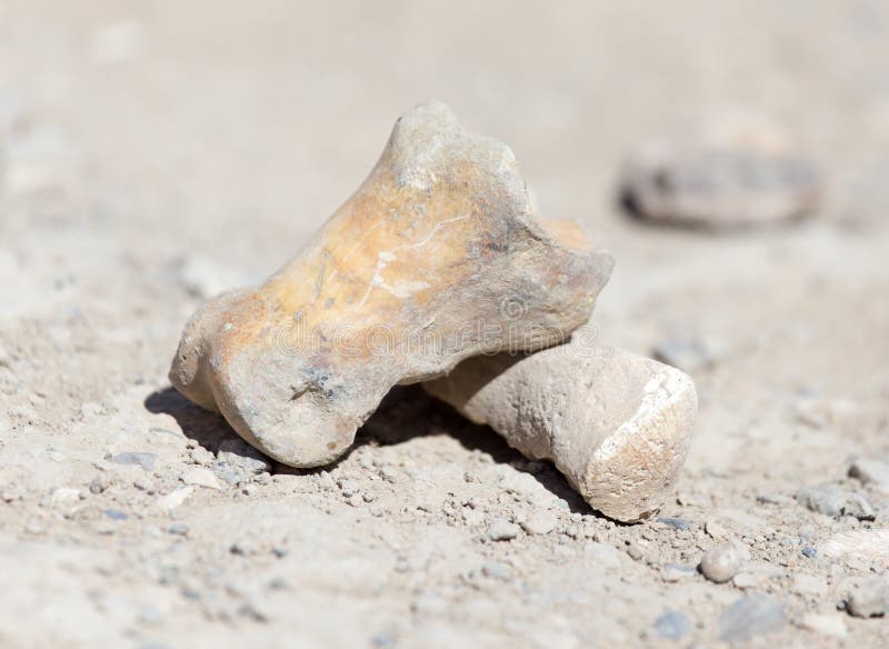 Versteinerte Zeheknochen Eines Dinosauriers Getrennt. Stockbild - Bild ...