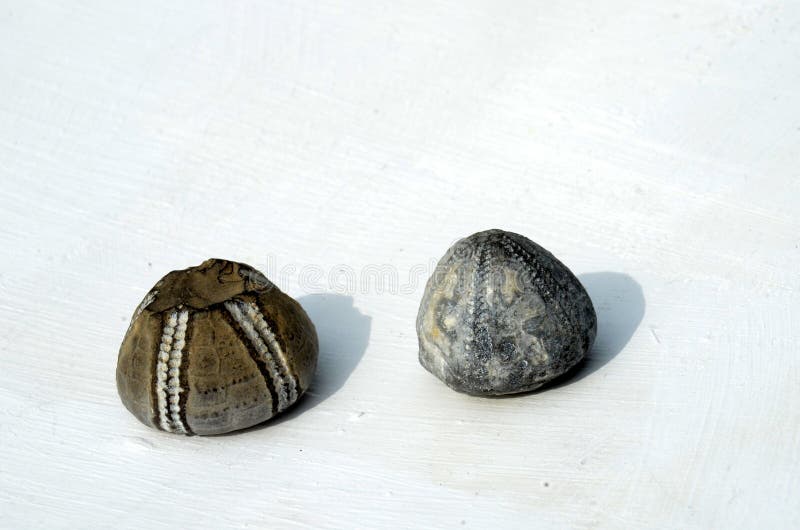 Versteinerter Seeigel Getrennt Stockbild - Bild von fossil, tier: 23321163