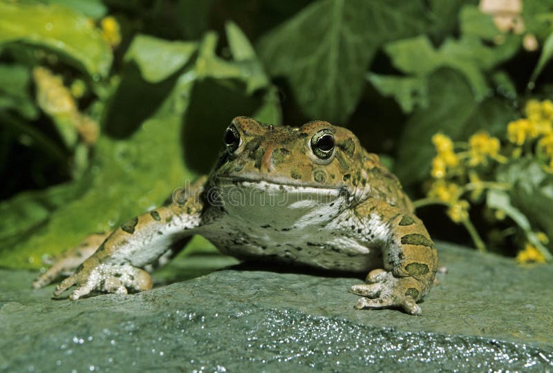 Vert, Crapaud De Viridis Bufo, Adulte Image stock - Image du crapaud ...