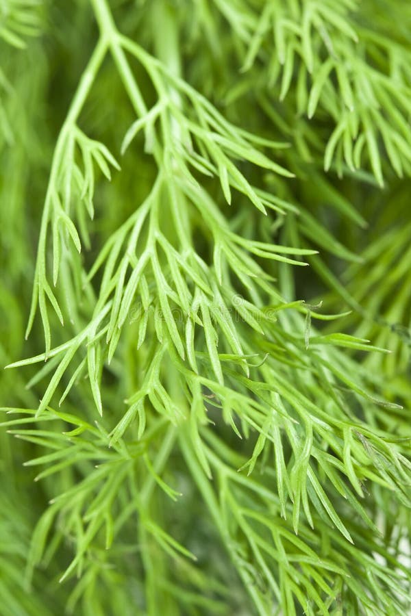 Herbe aromatique d'aneth image stock. Image du épice - 41204857
