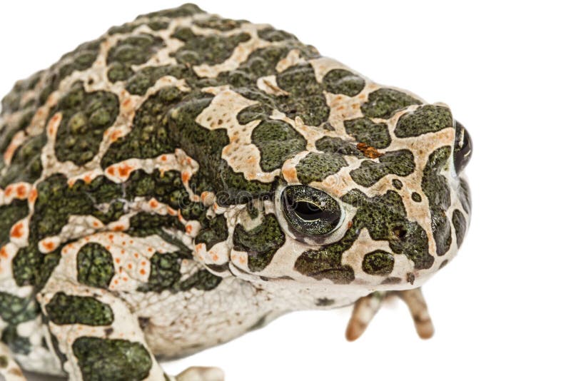 Vert De Crapaud, Lat Viridis De Bufo, D'isolement Sur Le Fond Blanc ...