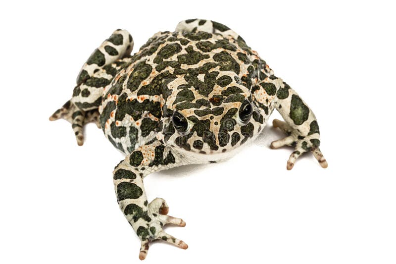 Viridis De Bufo/crapaud Vert Photo stock - Image du nature, reptile ...