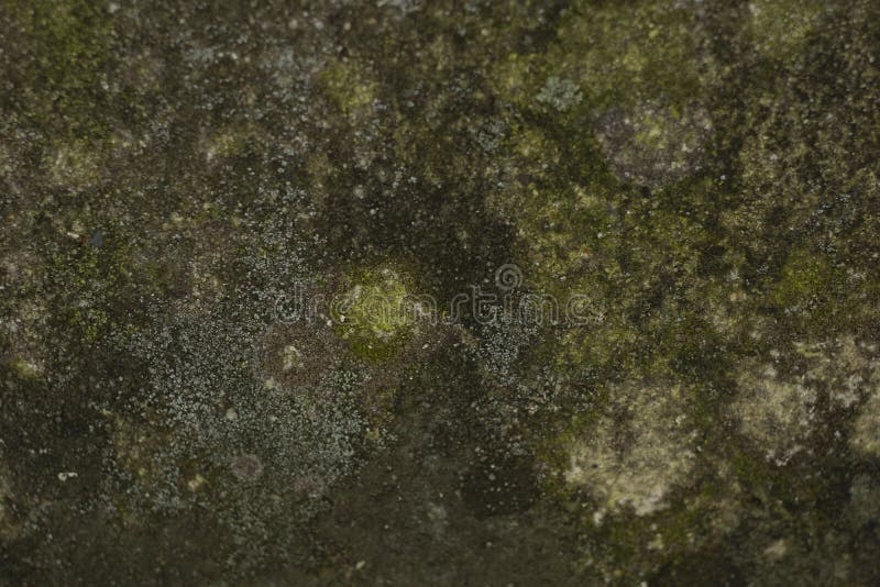Vert De Mousse De Moisi De Vieille Brique De Mur De Texture Image stock ...