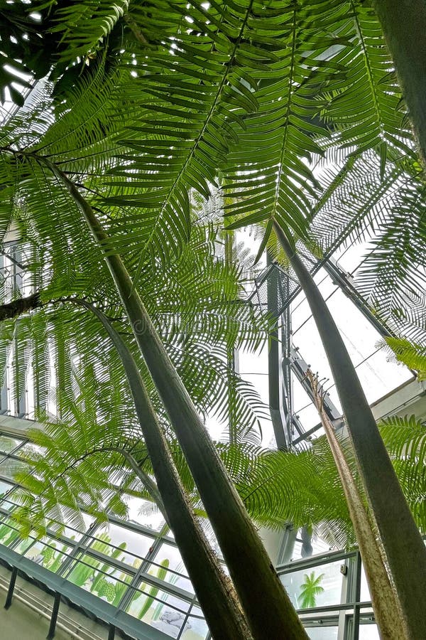 Vertical Green Plants and Waterfall in Indoor Greenhouse Stock Image ...