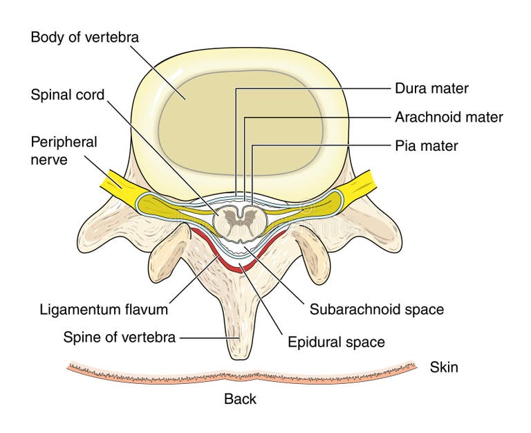 Medical Vertebra Stock Illustrations 6 908 Medical Vertebra Stock