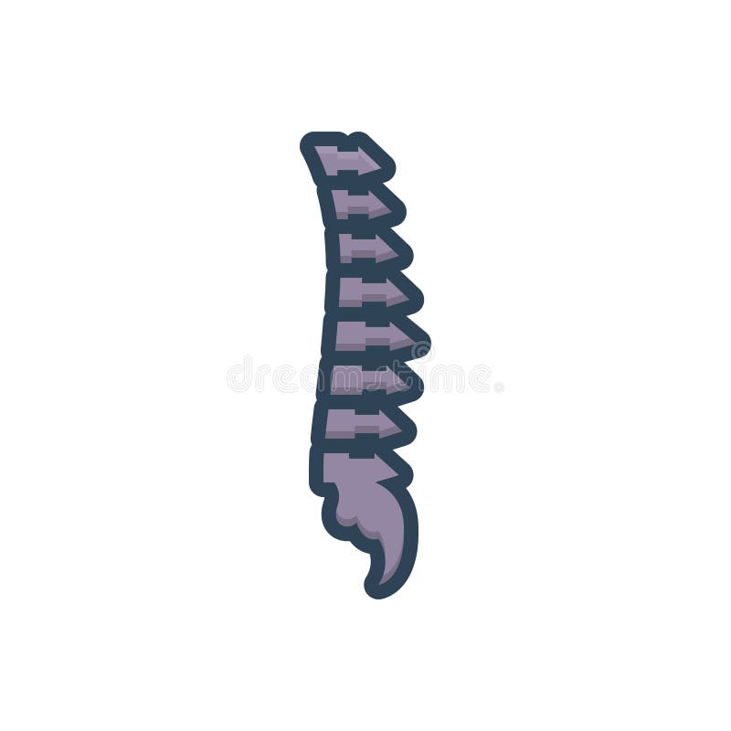 Color Illustration Icon for Vertebra, Anatomy and Backbone Stock ...
