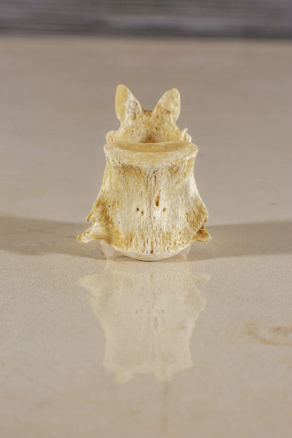 Human Anatomy with Focus on Single Vertebrae Stock Photo - Image of ...