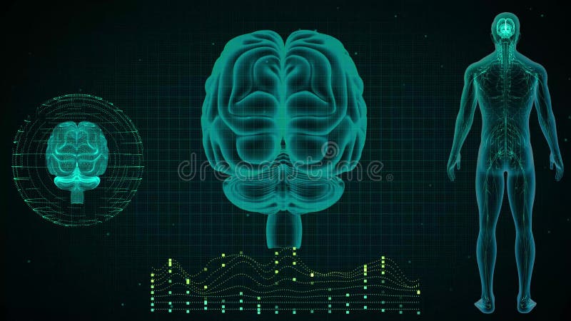 Human Brain and Its Nervous System Stock Video - Video of components ...