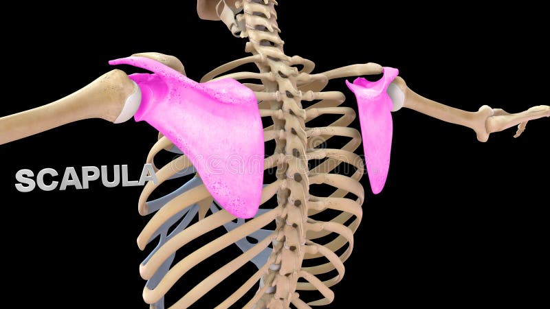 Human Shoulder Bone Scapula Stock Illustration - Illustration of arch ...
