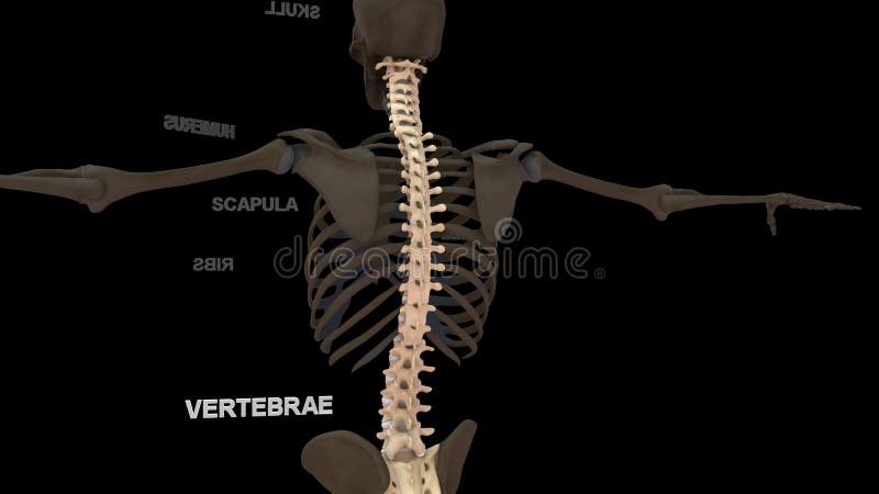 Human Vertebrae Bones or Back Bone Stock Illustration - Illustration of ...