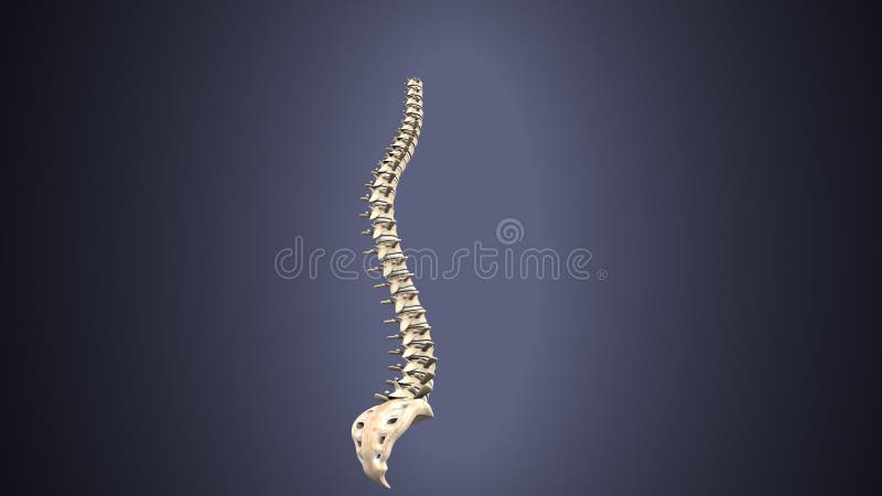 3d Illustration of Human Body Spinal Bone Anatomy Stock Illustration ...