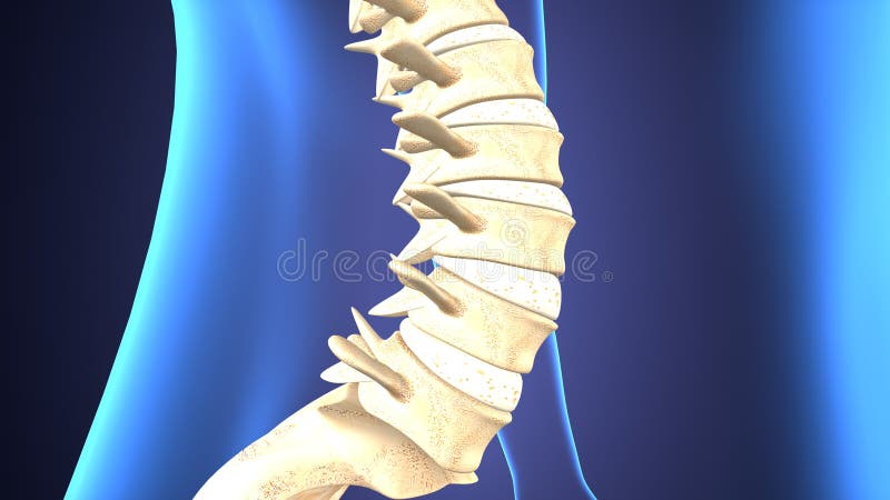 3d Illustration of Human Body Spinal Bone Anatomy Stock Illustration ...
