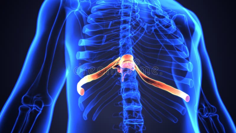 3d Illustration of Skeleton Spinal Bone Parts Stock Illustration ...