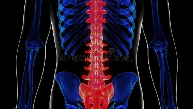 Vertebral Column Anatomy for Medical Concept 3D Rendering Stock Footage ...