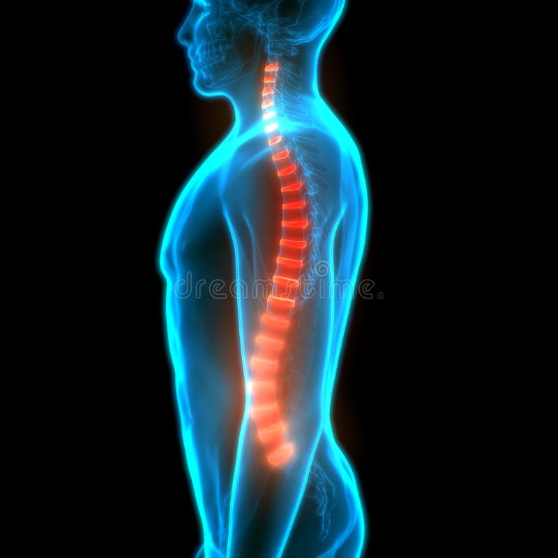 Vertebral Column Discs of Human Skeleton System with Anatomy Stock ...