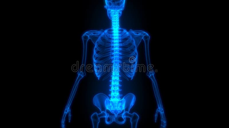 Vertebral Column Lumbar Vertebrae of Human Skeleton System Anatomy ...