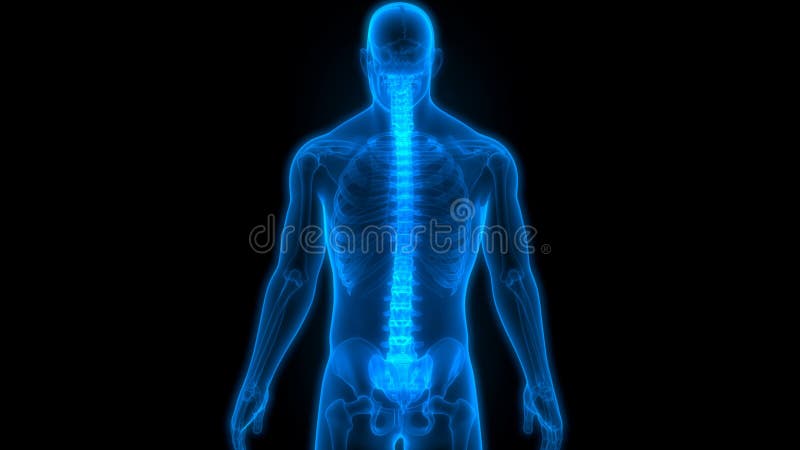 Vertebral Column of Human Skeleton System Anatomy Animation Concept ...