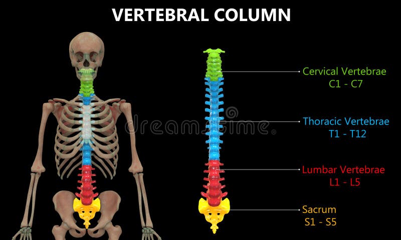 Vertebral Column of Human Skeleton System Anatomy Stock Illustration ...
