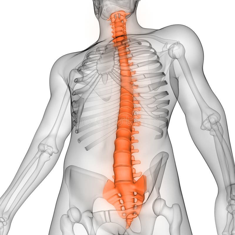 Vertebral Column of Human Skeleton System Anatomy 3d Rendering Stock ...