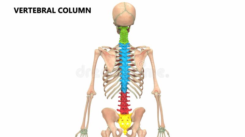 Vertebral Column of Human Skeleton System Described with Labels Anatomy ...