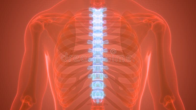 Vertebral Column Thoracic Vertebrae of Human Skeleton System Anatomy ...