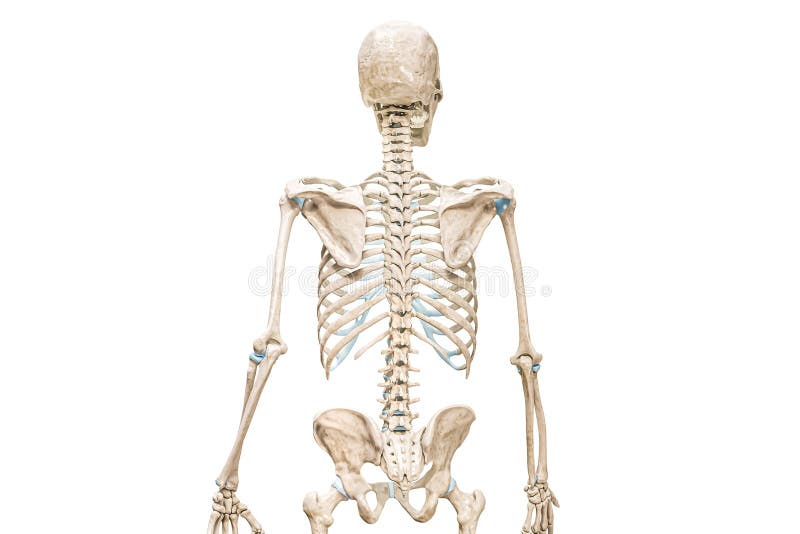 Vertebral or Spinal Column or Backbone Back View 3D Rendering ... Vertebral or Spinal Column or Backbone Back View 3D Rendering ...