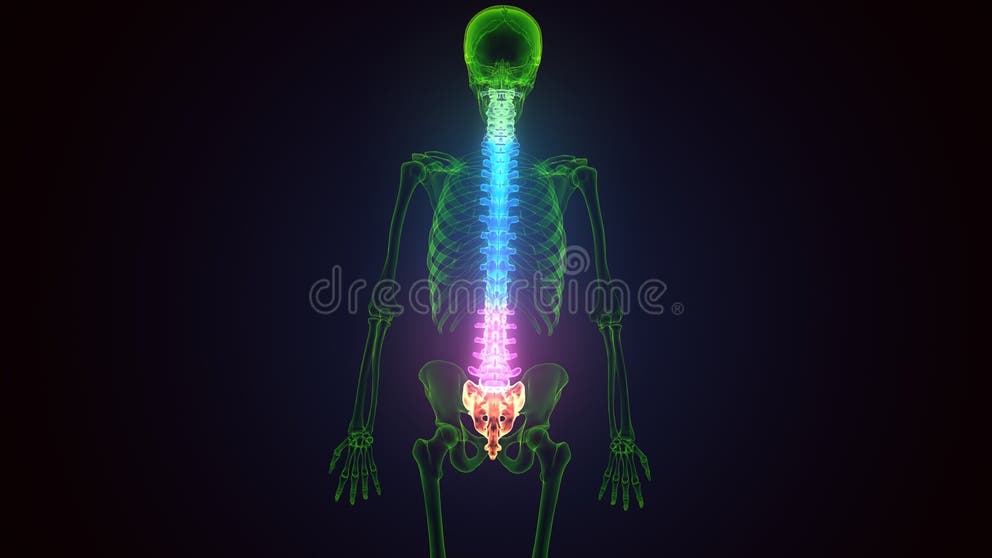 Complex Spinal Column Stock Illustrations – 13 Complex Spinal Column ...