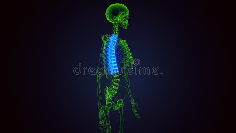 3d Render of Human Skeleton Thoracic Vertebrae Bone Anatomy Stock ...