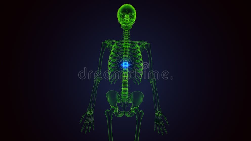 Lumbar Vertebrae Segment Stock Illustrations – 269 Lumbar Vertebrae ...