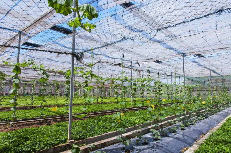 Vertente do vegetal imagem de stock. Imagem de interior - 24892999