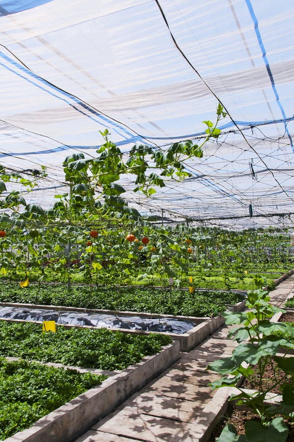 Vertente do vegetal foto de stock. Imagem de fértil, fruta - 24893122