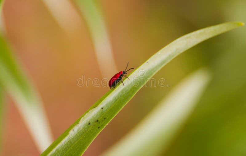 Vertex stock photo. Image of aspiration, happines, dining - 147870504