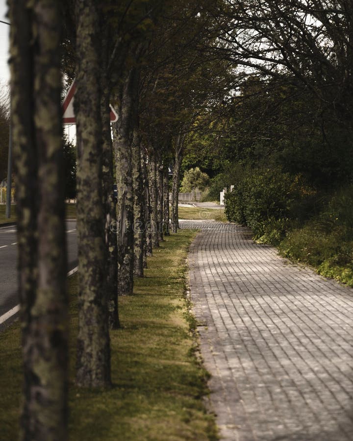 Vertial Shot of a Pathway Surrounded by Trees Near a Road Stock Photo ...