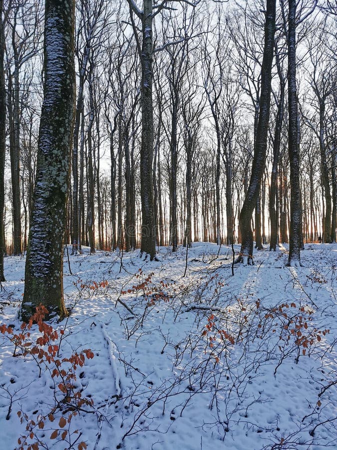 Vertica Shot of a Forest in Winter in Larvik, Norway Under the Sunset ...
