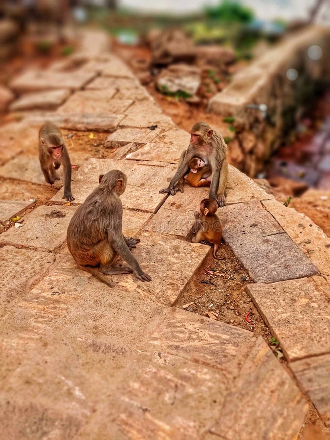 Vertical of an Adorable Group of Big and Small Monkeys Where a Small ...