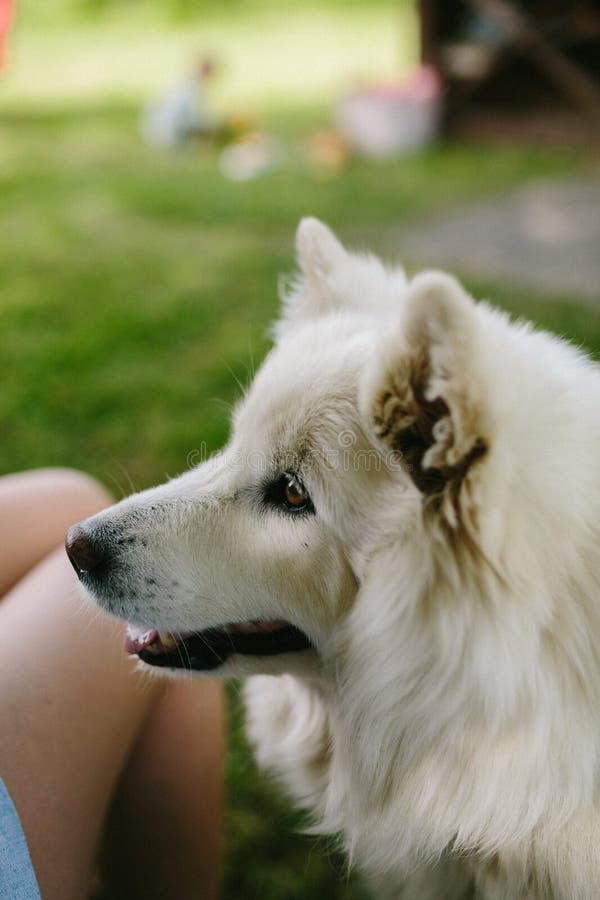 291 Samoyed Profile Stock Photos - Free & Royalty-Free Stock Photos ...