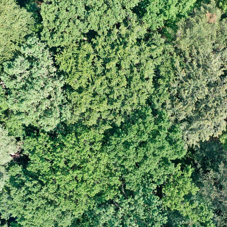 8,435 Texture Canopy Stock Photos - Free & Royalty-Free Stock Photos ...