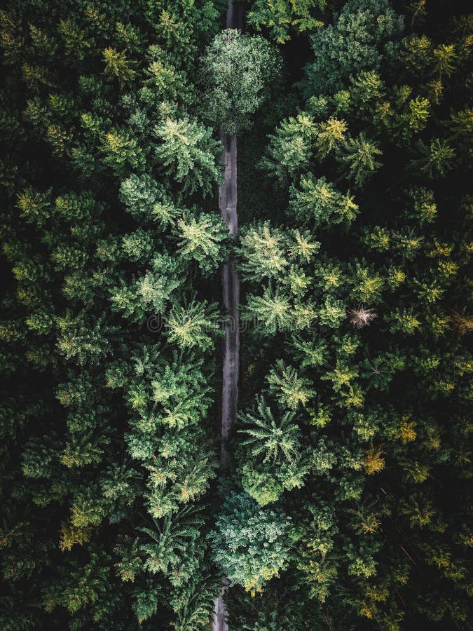 Vertical Aerial View of a Landscape with Beautiful Green Trees Stock ...