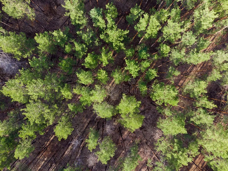 Vertical Aerial View of Rare Pine Forest in Early Spring Stock Image ...