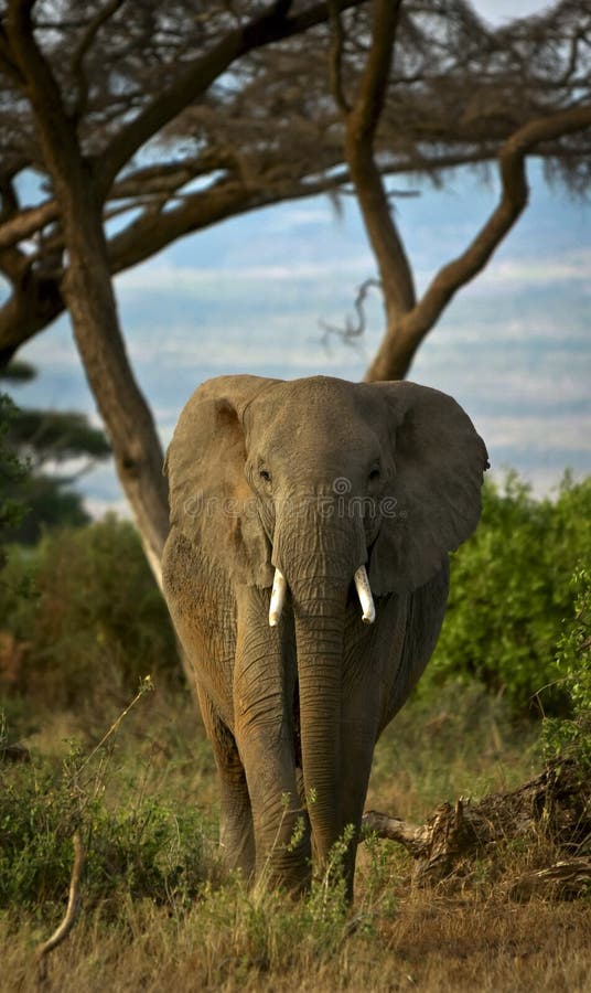 Vertical African elephant stock photo. Image of elephant - 39039326