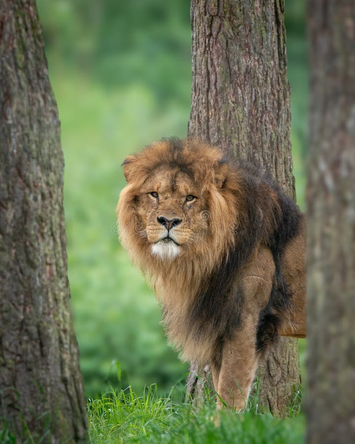 Vertical of an African Lion on a Green Meadow Stock Photo - Image of ...