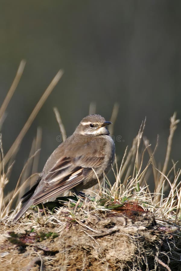 Vertical of Alert Buff-winged Cinclodes, Cinclodes Fuscus Stock Photo ...