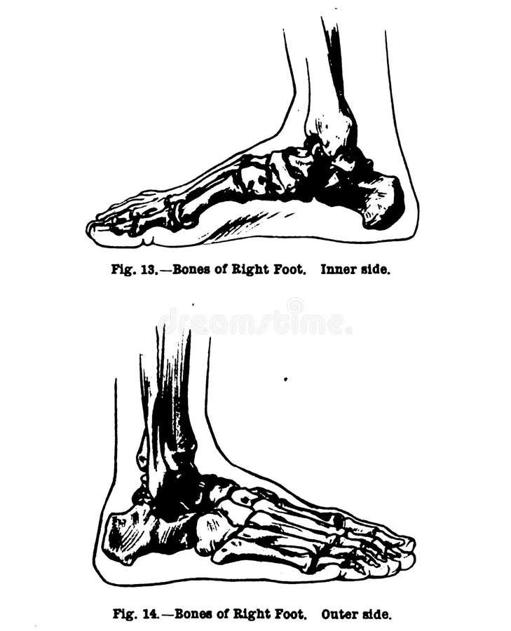Vertical Anatomy Drawing and Text of the Muscles of the Body, Back View ...