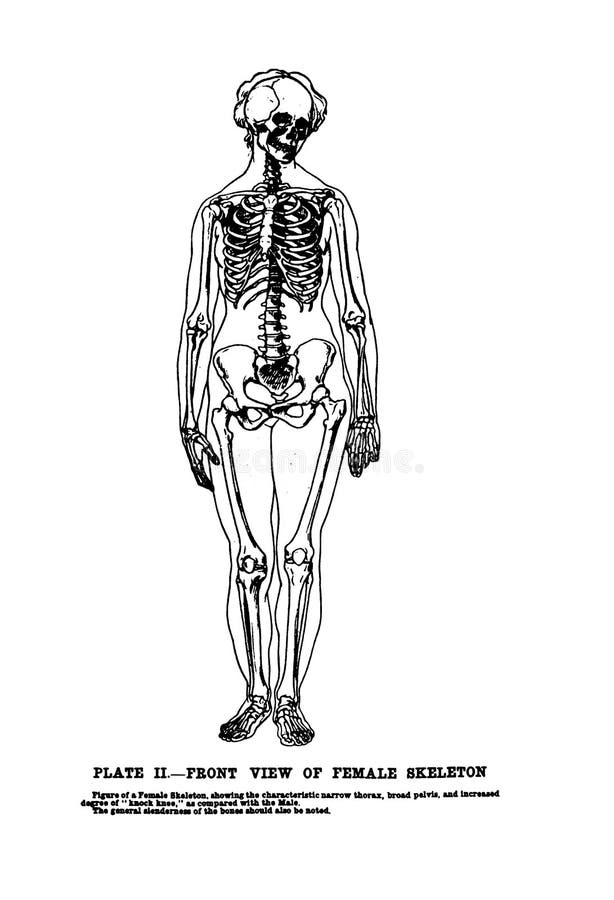 Vintage Female Anatomy Stock Photos - Free & Royalty-Free Stock Photos ...