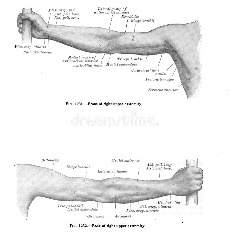 Vertical Anatomy Drawing and Text of the Right Upper Extremity, from ...