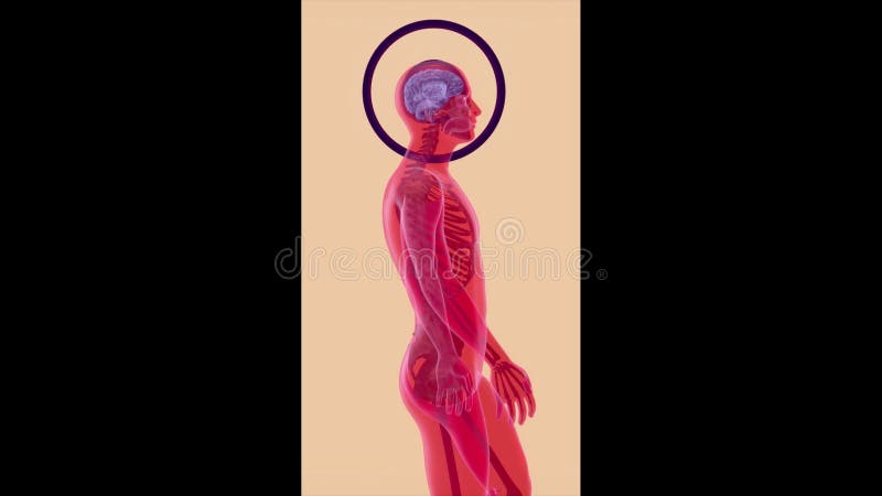 Vertical Animation of the Brain Stock Video - Video of beuron ...