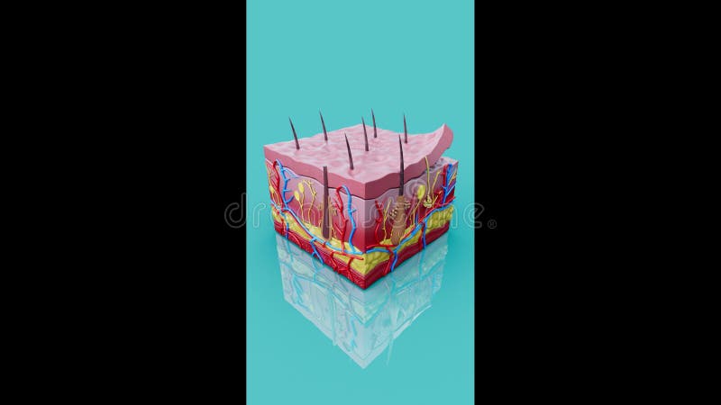 Vertical Animation of the Skin Layers Stock Footage - Video of sunburn ...