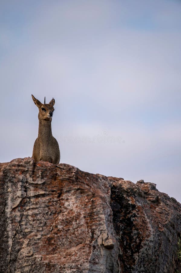 Vertical of an Antelope Jumper on Rocks Against Blue Sky Stock Photo ...