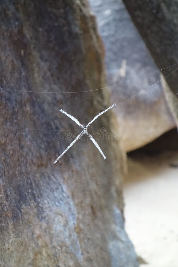 Vertical of a Argiope Anasuja Spider on a Spider Web. Stock Image ...