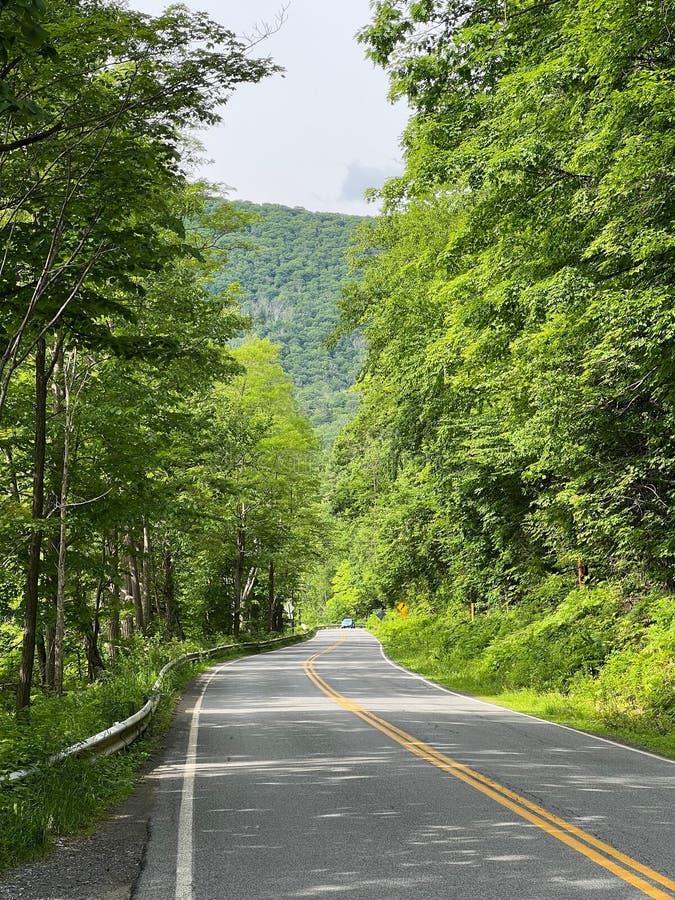 Vertical of an Asphalt Road Surrounded by Green Leafy Trees Stock Image ...